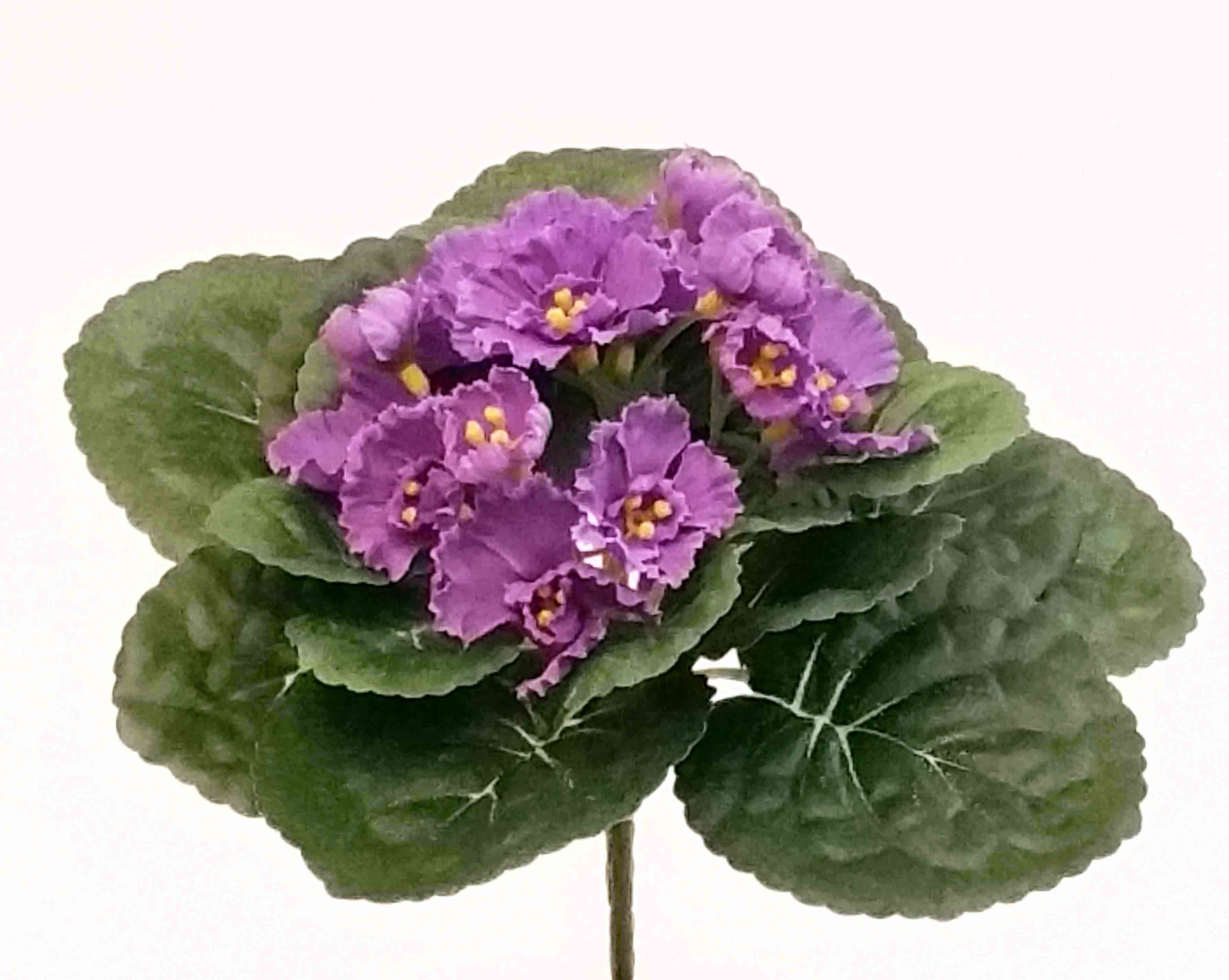 Flowering Bushes - Sproule Florist Supply