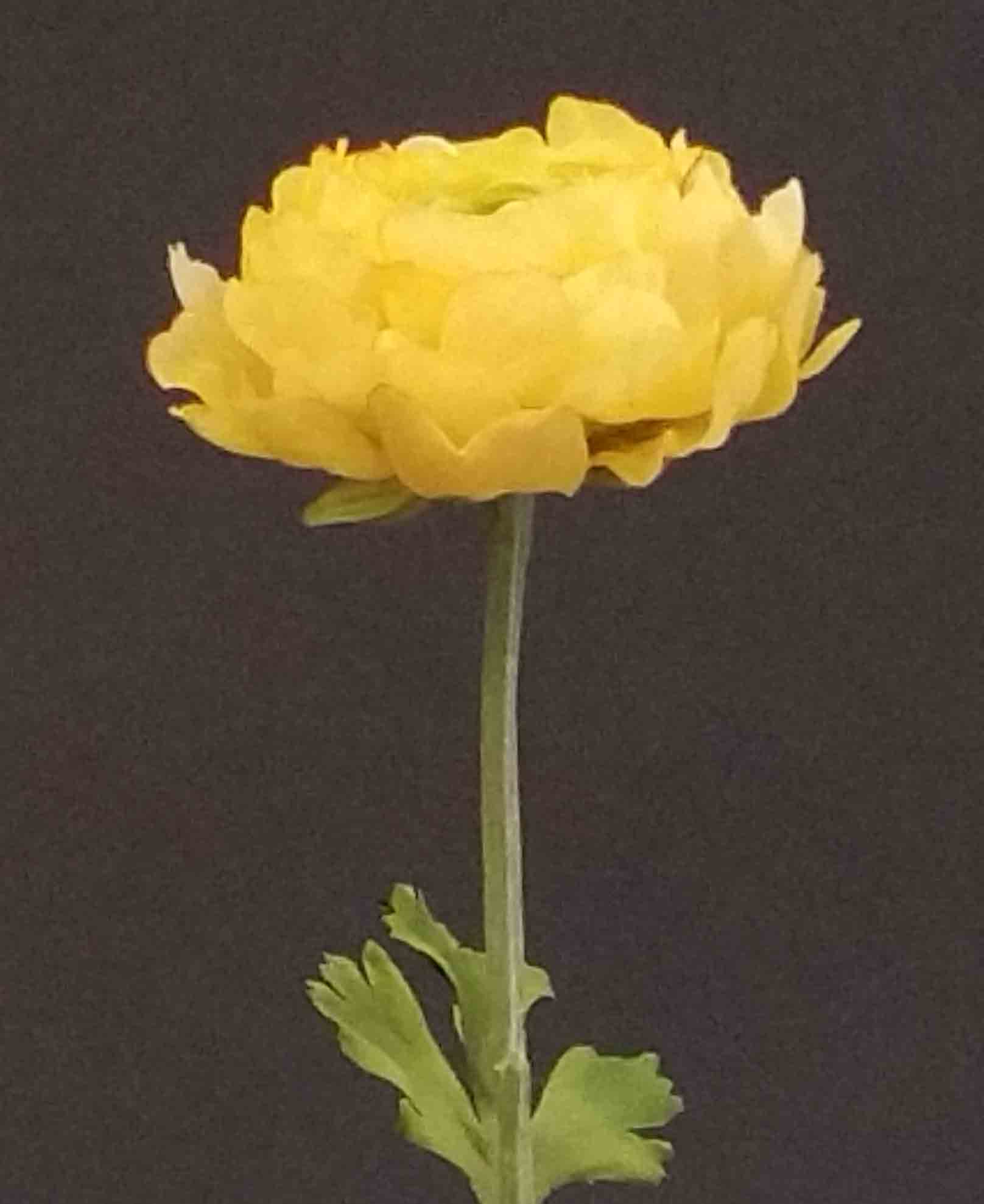 Flowers - N to Z - Sproule Florist Supply