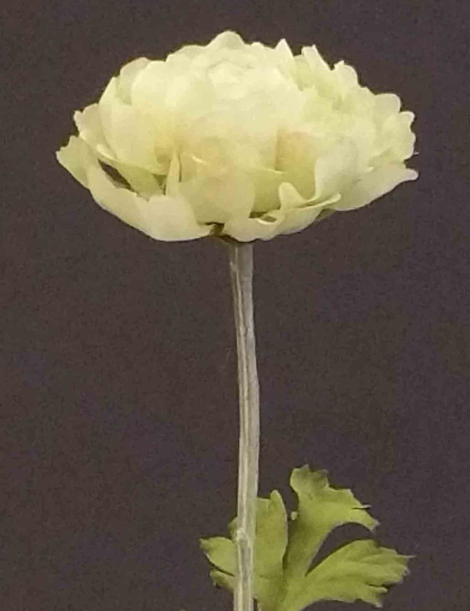 Flowers - N to Z - Sproule Florist Supply